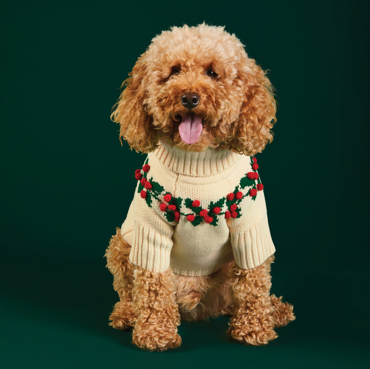 Dog holiday sweaters store